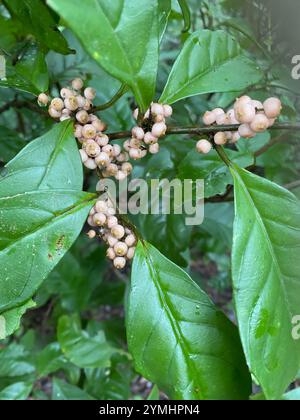 Japanese Maesa (Maesa japonica Stock Photo - Alamy