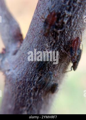 Willow Bark Aphids (Pterocomma Stock Photo - Alamy