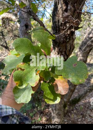 White Shin Oak (Quercus sinuata breviloba Stock Photo - Alamy