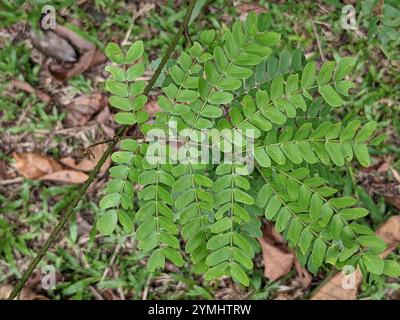 peacock flower subfamily (Caesalpinioideae Stock Photo - Alamy