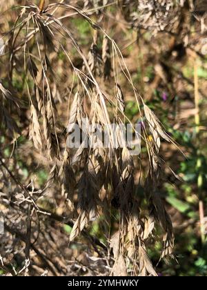 Japanese brome (Bromus japonicus Stock Photo - Alamy