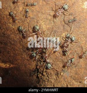 Large Pugnacious Ant (Anoplolepis custodiens Stock Photo - Alamy