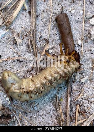 Scarabs, Stag Beetles, and Allies (Scarabaeoidea Stock Photo - Alamy