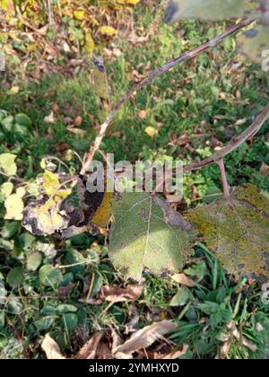 Willow Bark Aphids (Pterocomma Stock Photo - Alamy