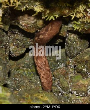 Changeable Mantleslug (Megapallifera mutabilis Stock Photo - Alamy