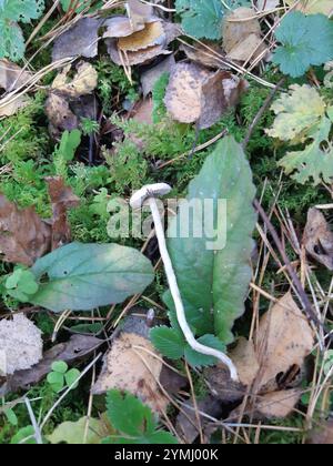 White Fibrecap (Inocybe geophylla Stock Photo - Alamy