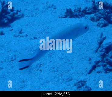 Flagtail Blanquillo (Malacanthus brevirostris Stock Photo - Alamy