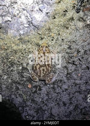 White-bellied pug-snout frog (Uperodon variegatus Stock Photo - Alamy