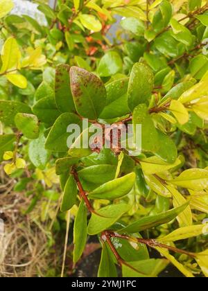 Scarlet rātā vine (Metrosideros fulgens Stock Photo - Alamy