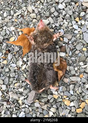 Eastern Mole (Scalopus aquaticus Stock Photo - Alamy