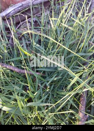 Weeping-grass (Microlaena stipoides Stock Photo - Alamy