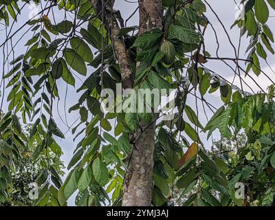 Mocambo tree (Theobroma bicolor Stock Photo - Alamy