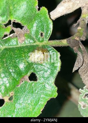 Geiger Tortoise Beetle (Eurypepla calochroma floridensis Stock Photo ...