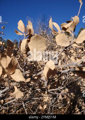 Wavyleaf Oak (Quercus × undulata Stock Photo - Alamy