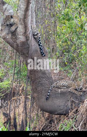 Jaguar cub on base of tree relaxing closeup in the Pantanal Brazil ...