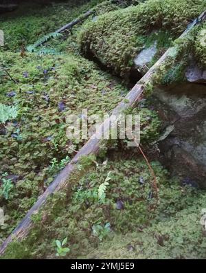 Northern Naugehyde Liverwort (Ptilidium ciliare Stock Photo - Alamy