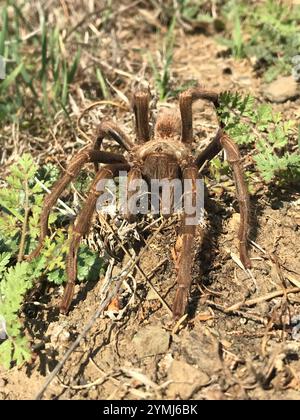 Desert Tarantula (Aphonopelma iodius Stock Photo - Alamy