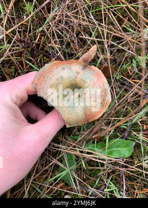 Red-bleeding Milk Cap (Lactarius rubrilacteus Stock Photo - Alamy