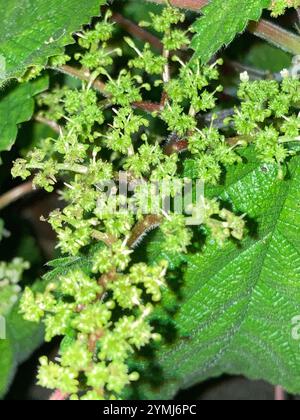 West Indian woodnettle (Laportea aestuans Stock Photo - Alamy