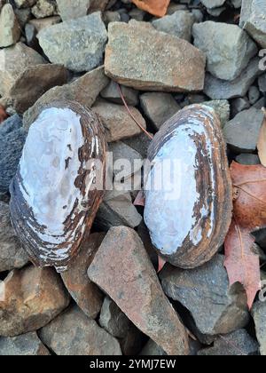 Eastern Elliptio (Elliptio complanata Stock Photo - Alamy
