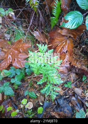 leathery grapefern (Sceptridium multifidum Stock Photo - Alamy