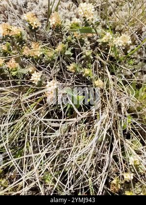 New Zealand Daphne (Pimelea prostrata) Plantae Stock Photo - Alamy