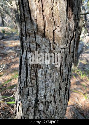 White Shin Oak (Quercus sinuata breviloba Stock Photo - Alamy