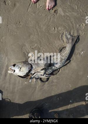 Red Drum (Sciaenops ocellatus Stock Photo - Alamy