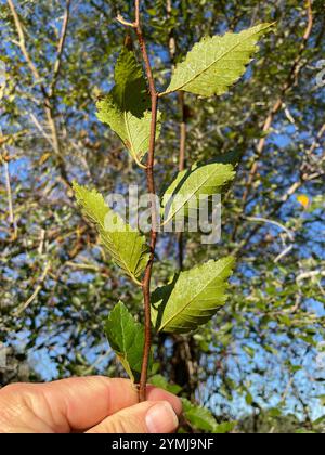 Water Elm (Planera aquatica Stock Photo - Alamy