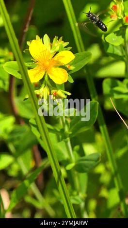 Hypericum ellipticum Hypericum ellipticum Stock Photo - Alamy