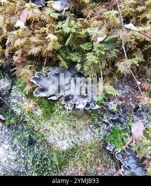 Blacksaddle pelt lichen (Peltigera neckeri) Fungi Stock Photo - Alamy