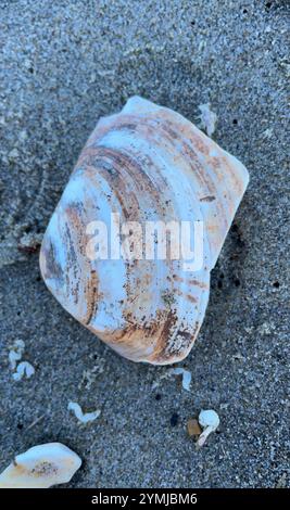 Pismo Clam (Tivela stultorum Stock Photo - Alamy