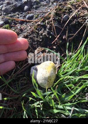 Meadow Puffball (Lycoperdon pratense Stock Photo - Alamy