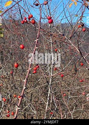 Russian rose (Rosa glabrifolia Stock Photo - Alamy