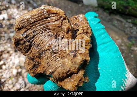 Large specimen of chert-substituted fossil sponge Chaetetes at the site ...