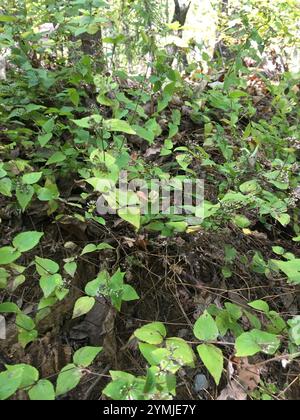common dittany (Cunila origanoides Stock Photo - Alamy