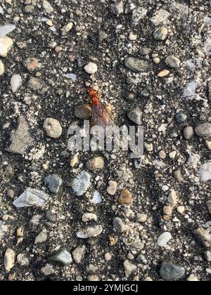 Larger Citronella Ant (Lasius interjectus Stock Photo - Alamy