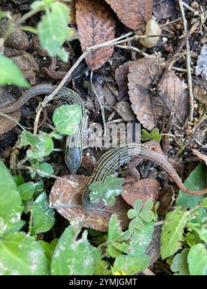 Common Spotted Whiptail (Aspidoscelis gularis Stock Photo - Alamy
