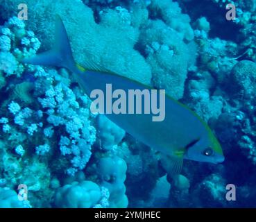 Forktail Rabbitfish (Siganus argenteus Stock Photo - Alamy
