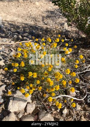 Parralena (Thymophylla pentachaeta Stock Photo - Alamy
