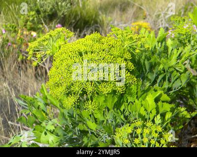 Blisterbush (Notobubon galbanum Stock Photo - Alamy