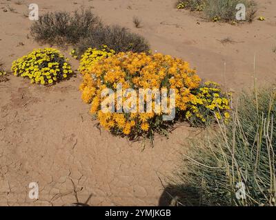 Karoo African Daisy (Arctotis leiocarpa Stock Photo - Alamy