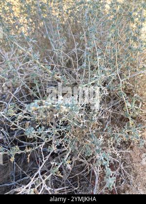 Burrobush (Ambrosia dumosa Stock Photo - Alamy