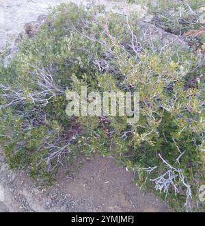 huckleberry oak (Quercus vacciniifolia Stock Photo - Alamy