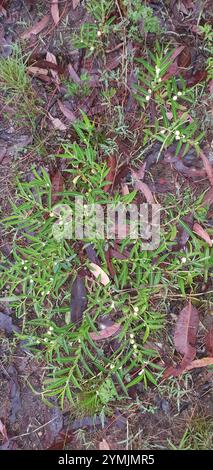 Winter Apple (Eremophila debilis Stock Photo - Alamy