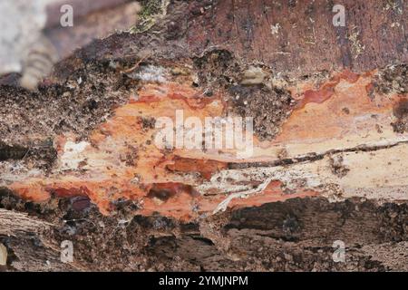 scarlet waxcrust (Phlebia coccineofulva Stock Photo - Alamy