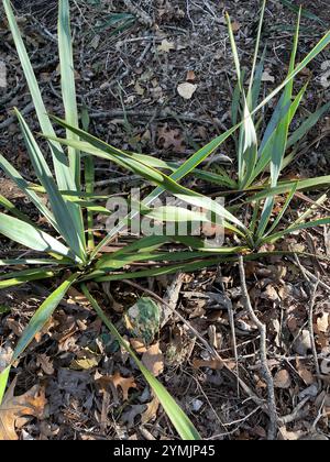 Twisted-leaf Yucca (Yucca rupicola Stock Photo - Alamy