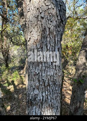 bastard oak (Quercus sinuata Stock Photo - Alamy