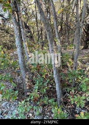 bastard oak (Quercus sinuata Stock Photo - Alamy