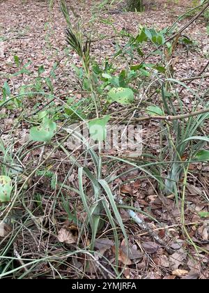 Balbis' airplant (Tillandsia balbisiana Stock Photo - Alamy